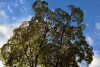 Everything To Know About Hickory | BuildEazy