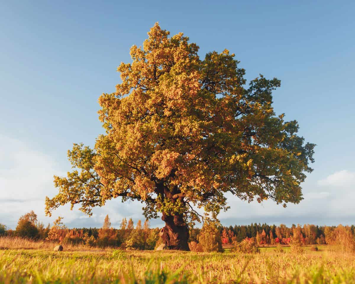 🔨 How To Choose Woodworking Woods | BuildEazy