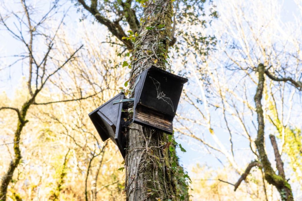 How To Build A Bat House | BuildEazy